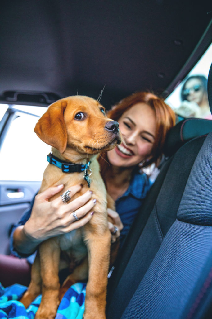 Driving Safety Tips For Pets and Their Owners Auto Body Shop ...